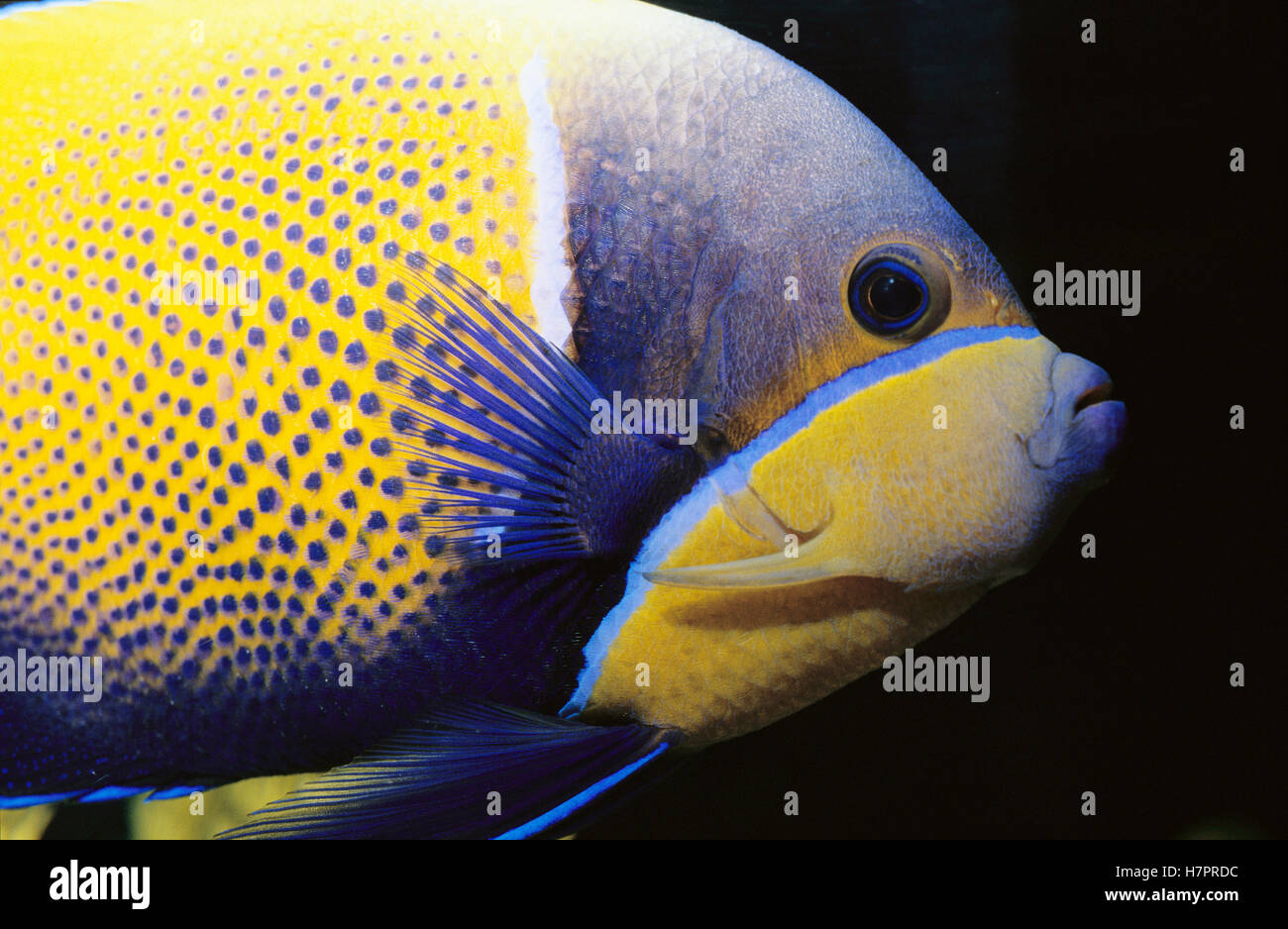 Blue-girdled Angelfish (Pomacanthus navarchus), Indo-Pacific Stock ...