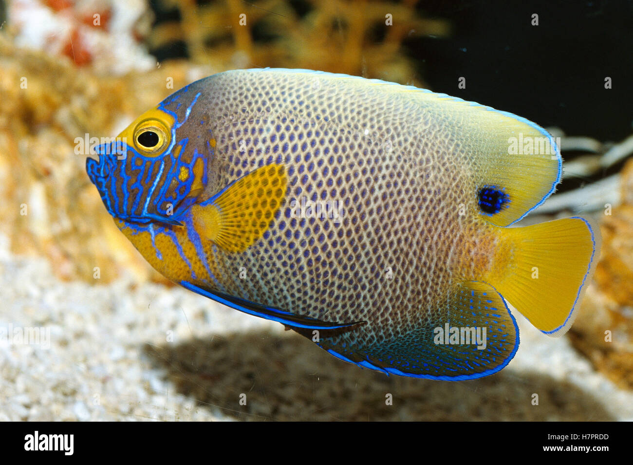 Scribble-faced Angelfish (Pomacanthus xanthometopon), Indo-Pacific ...