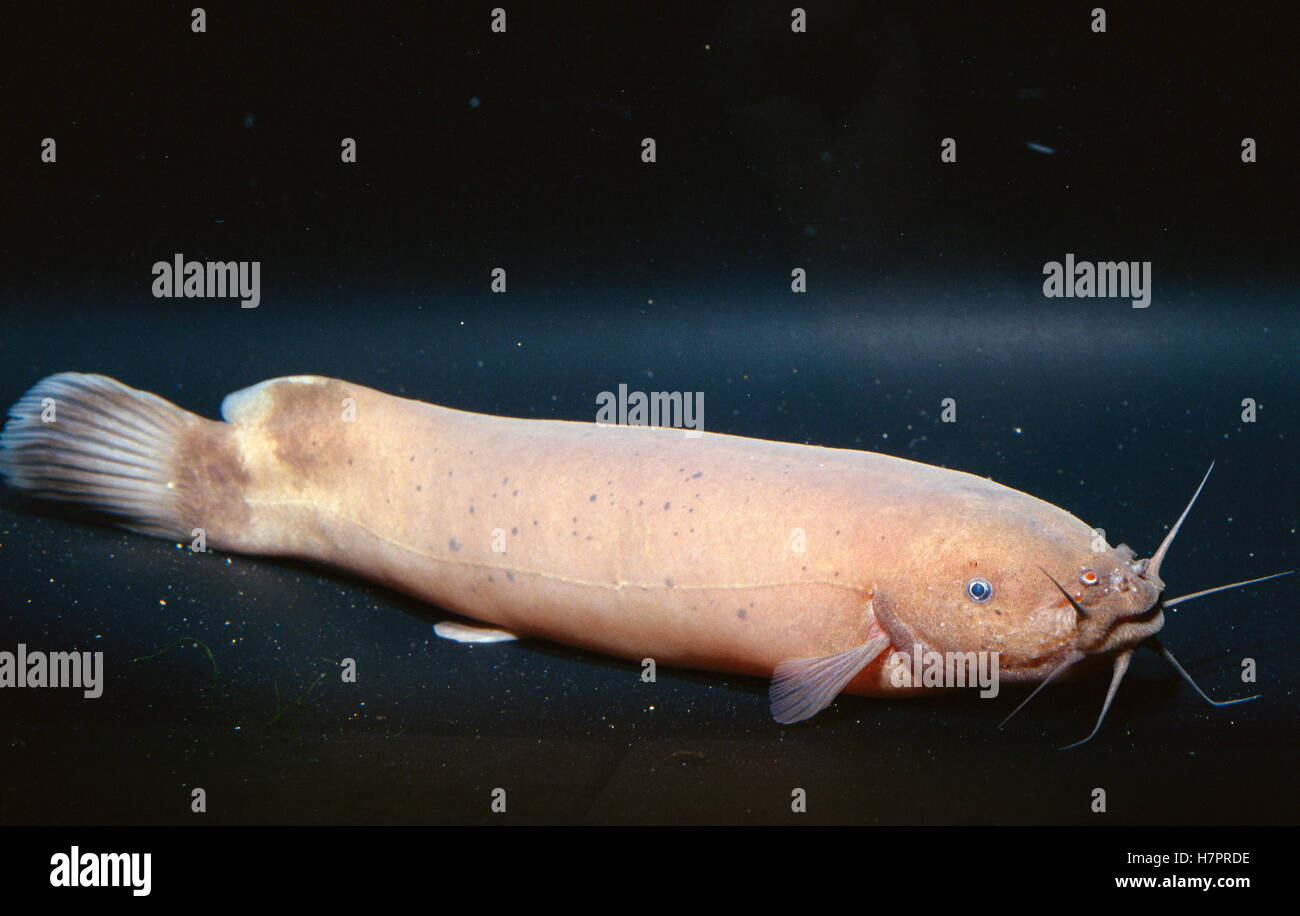 Electric Catfish (Malapterus sp) at Steinhart Aquarium, San Francisco ...