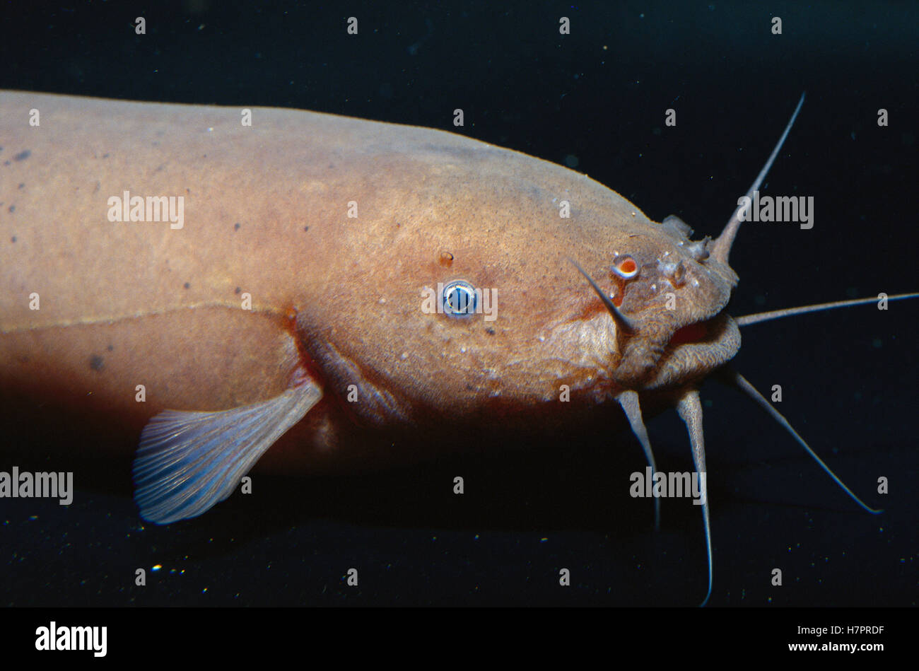 Electric Catfish (Malapterus sp) at Steinhart Aquarium, San Francisco ...