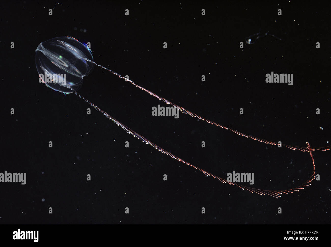 Comb Jelly (Mertensia ovum) tentacles splayed to catch prey, Arctic ...