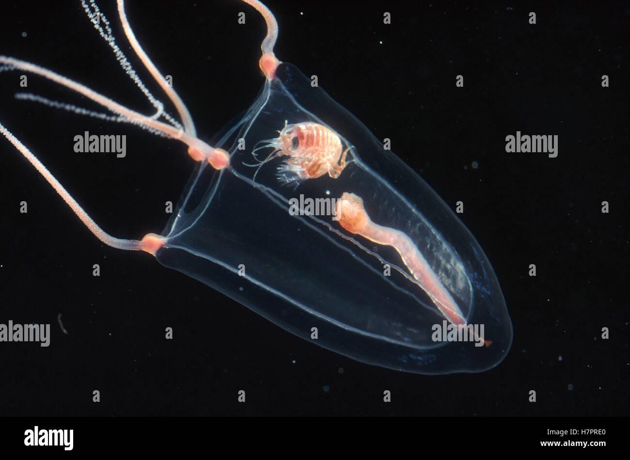 Hyperiid (Hyperia medusarum) rides on long muscular gut of Jellyfish ...