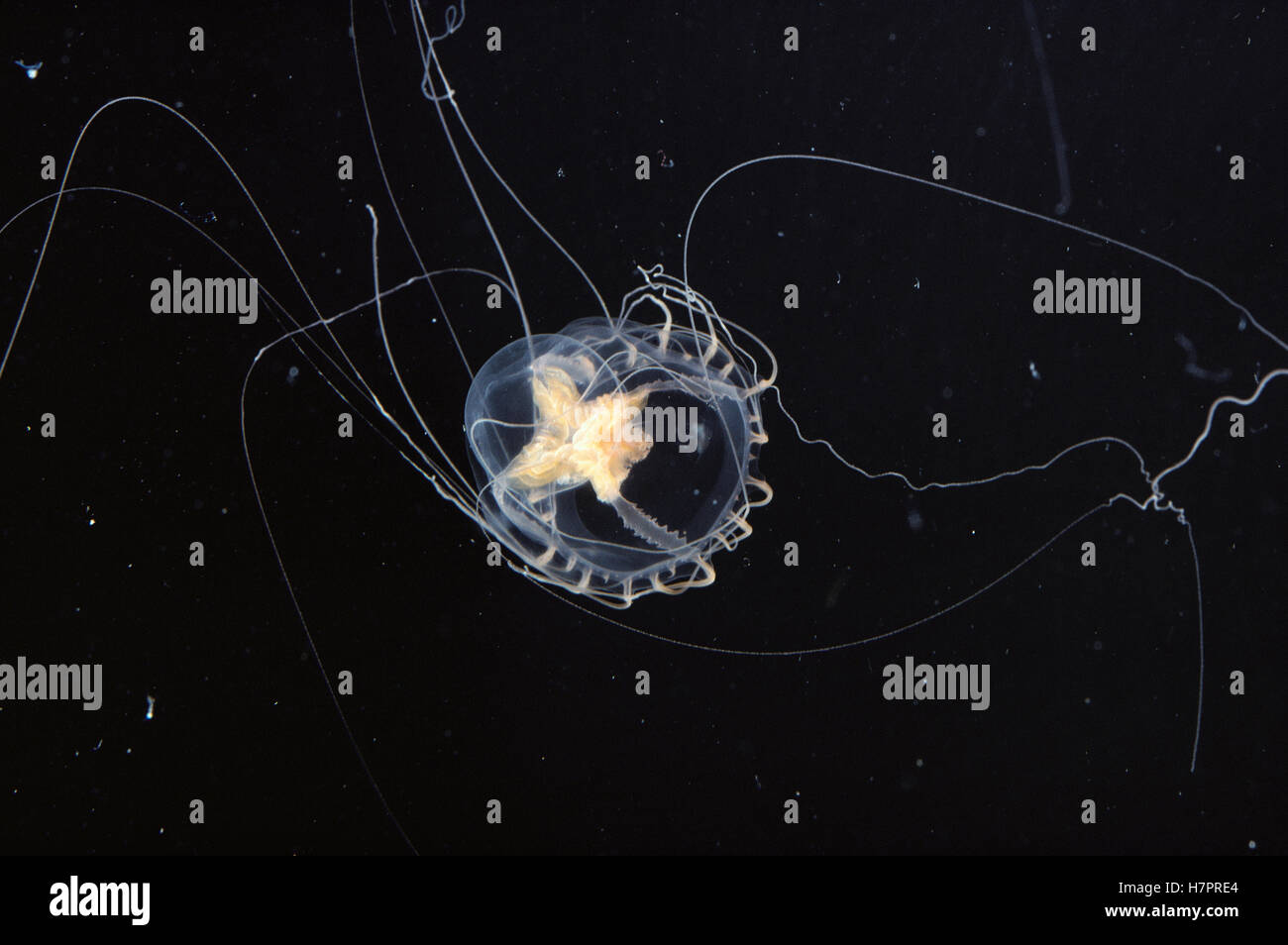 Constricted Jellyfish (Catablema vesicarium) tiny jellyfish, Arctic ...