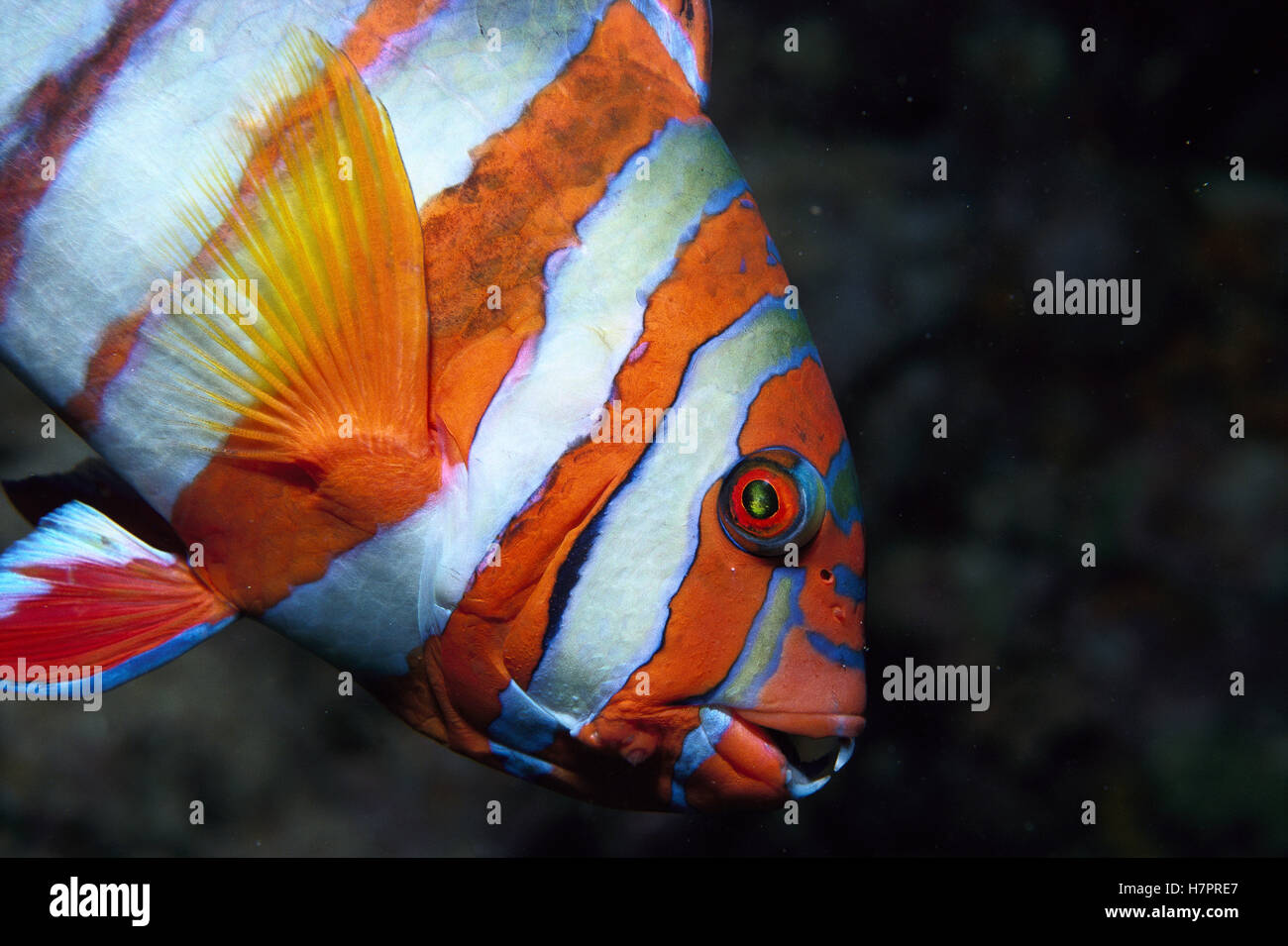 Tuskfish (Choerodon sp) a Wrasse with typical large teeth, Great ...