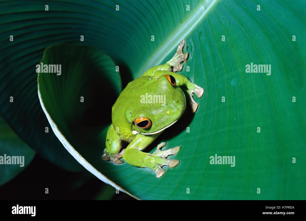 Giant Gladiator Treefrog (Hypsiboas boans) sleeps in fold of leaves by ...