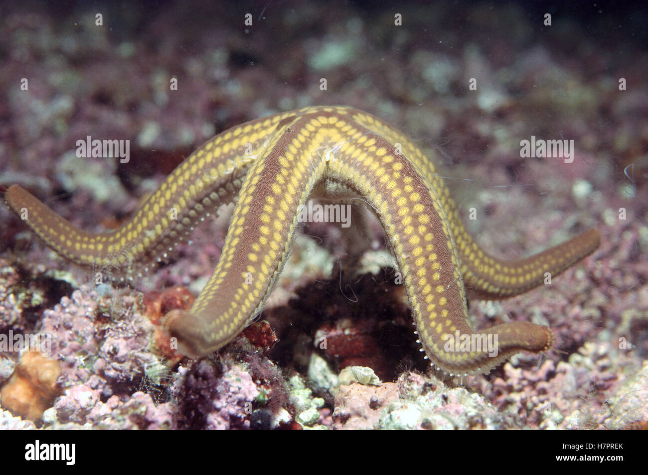 Starfish releasing sperm and eggs into current, Sea of Cortez, Baja ...