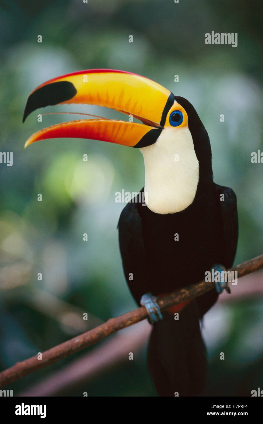 Toco Toucan (Ramphastos toco) bill is actually light and spongy, Brazil ...