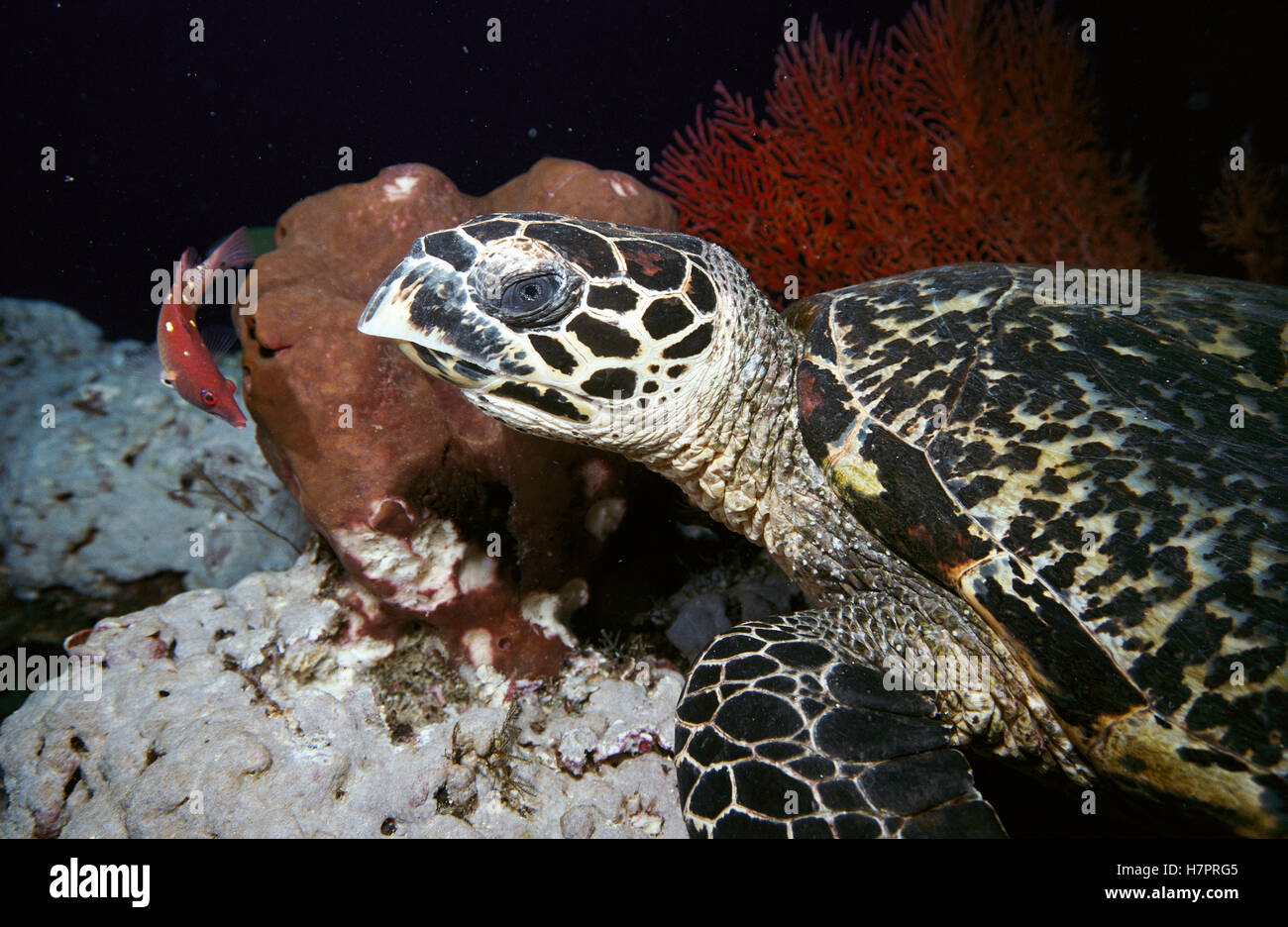 Hawksbill Sea Turtle (Eretmochelys imbricata) feeding on a Sponge ...