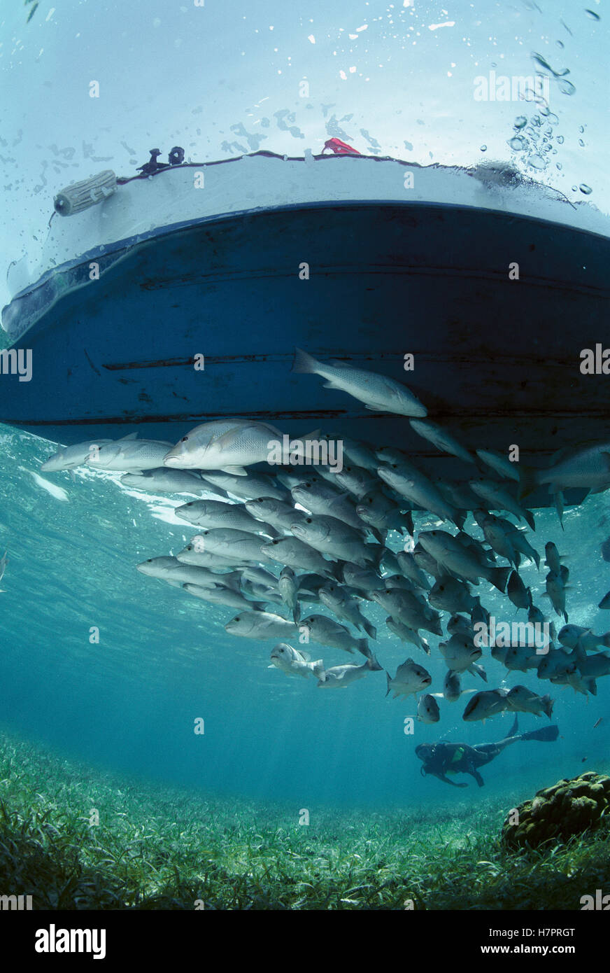 Gray Snapper (Lutjanus griseus) school under boat, and scuba diver, Hol ...
