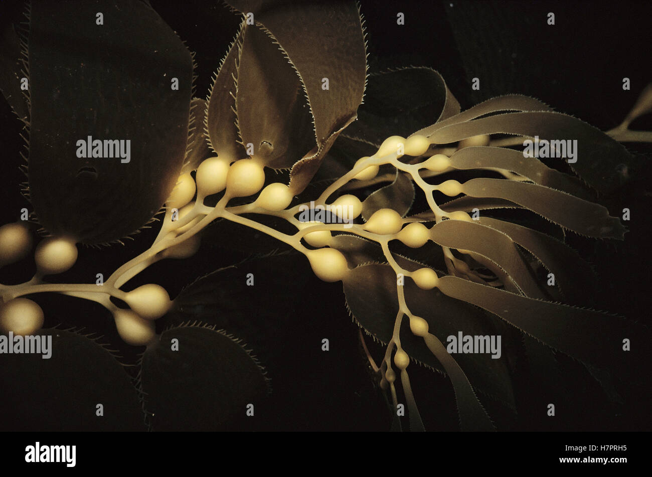 Kelp (Macrocystis pyrifera) gas-filled bulbs keep plants at surface ...