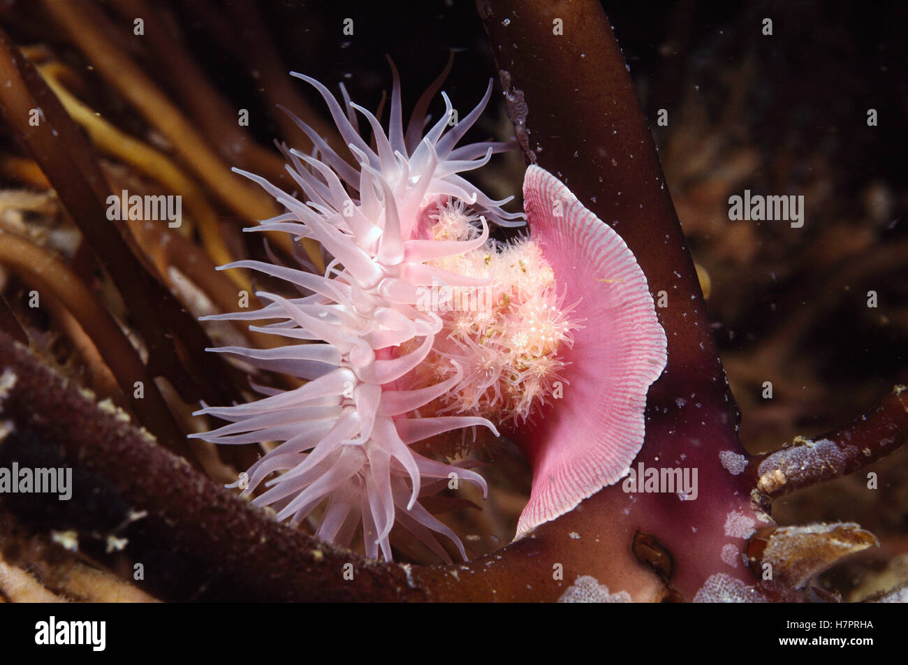 Brooding Anemone (Epiactis prolifera) young hatch out of mouth of brood ...