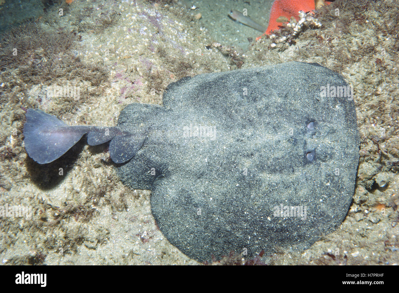 Electric Ray (Torpedo californica) generates 120 volts of electricity ...