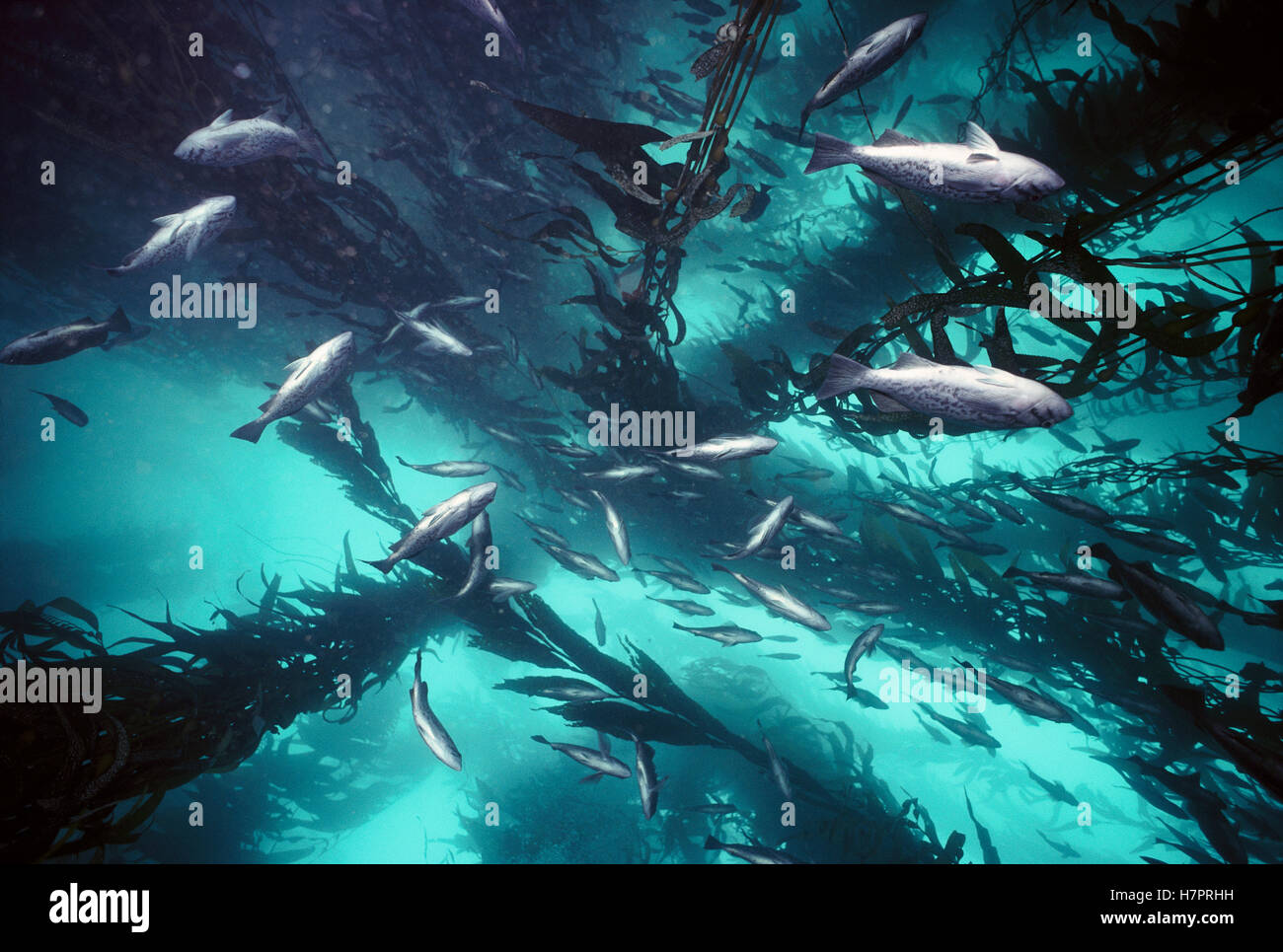 Blue Rockfish (Sebastes mystinus) schools under kelp forest canopy ...