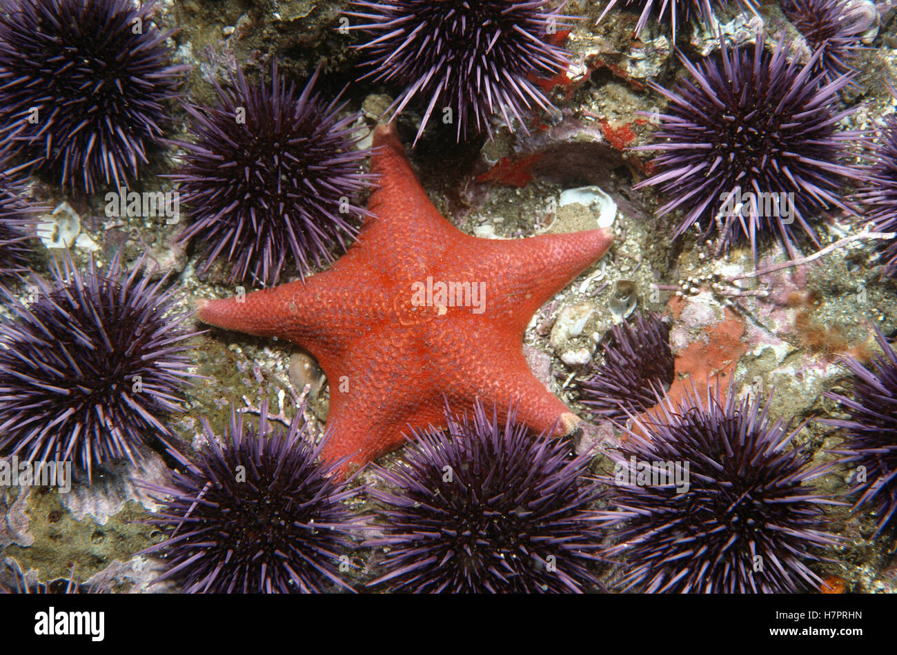 Bat Star (Asterina miniata) surrounded by Purple Sea Urchins ...