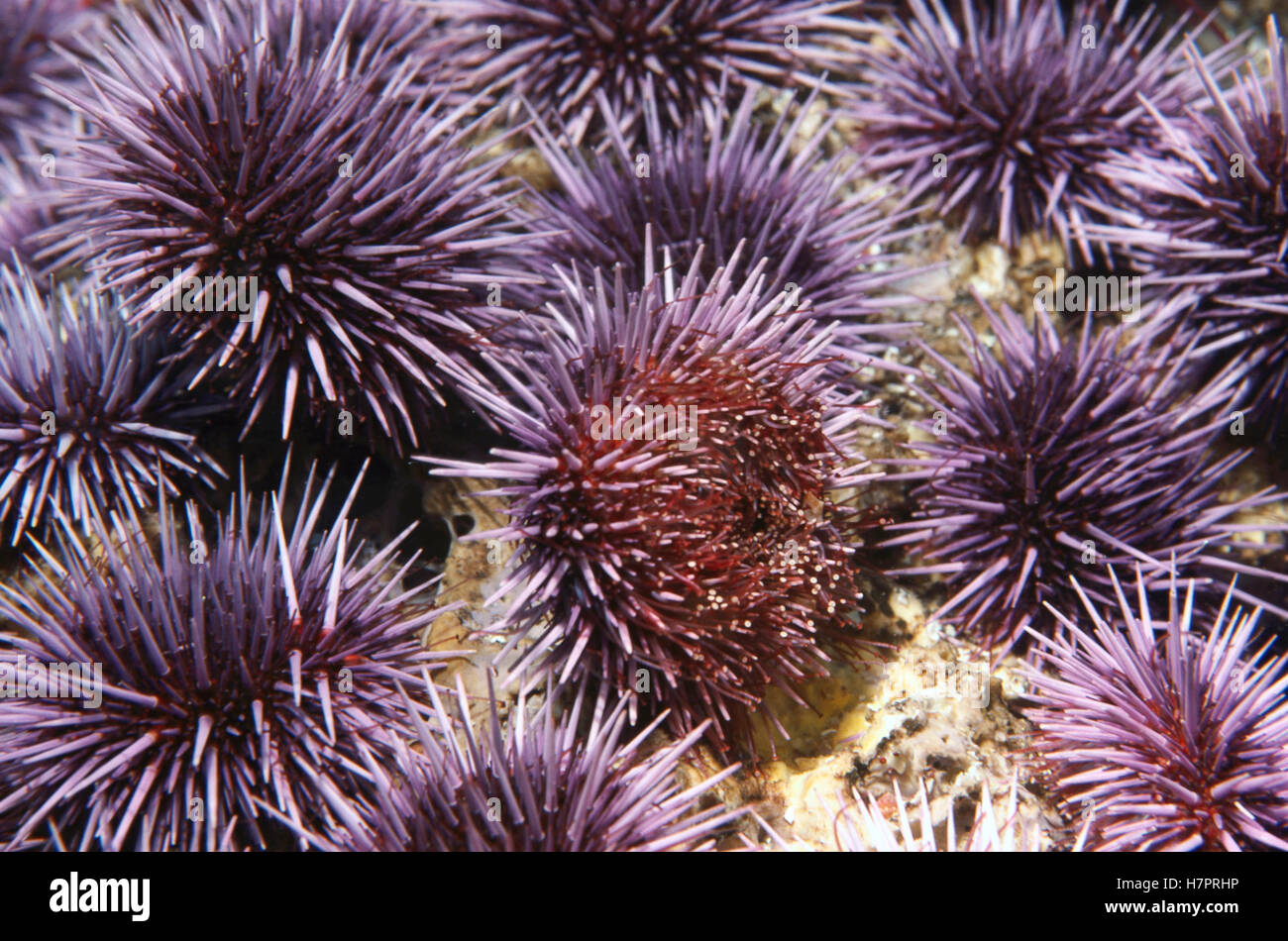 Purple Sea Urchin (Strongylocentrotus purpuratus) group feeds on algae ...