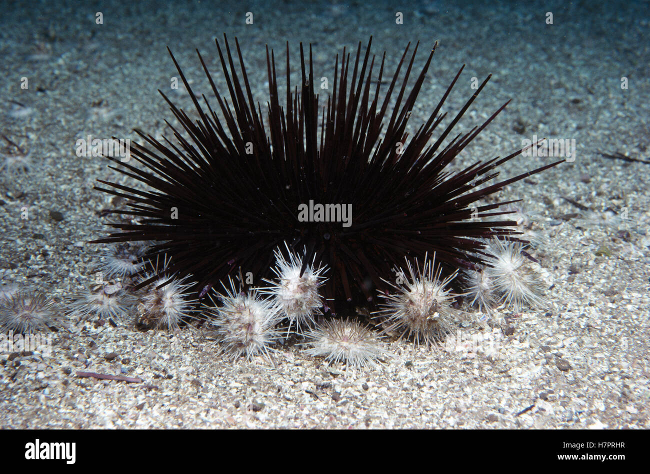White Sea Urchin (Lytechinus anamesus) group attack and feed on a ...