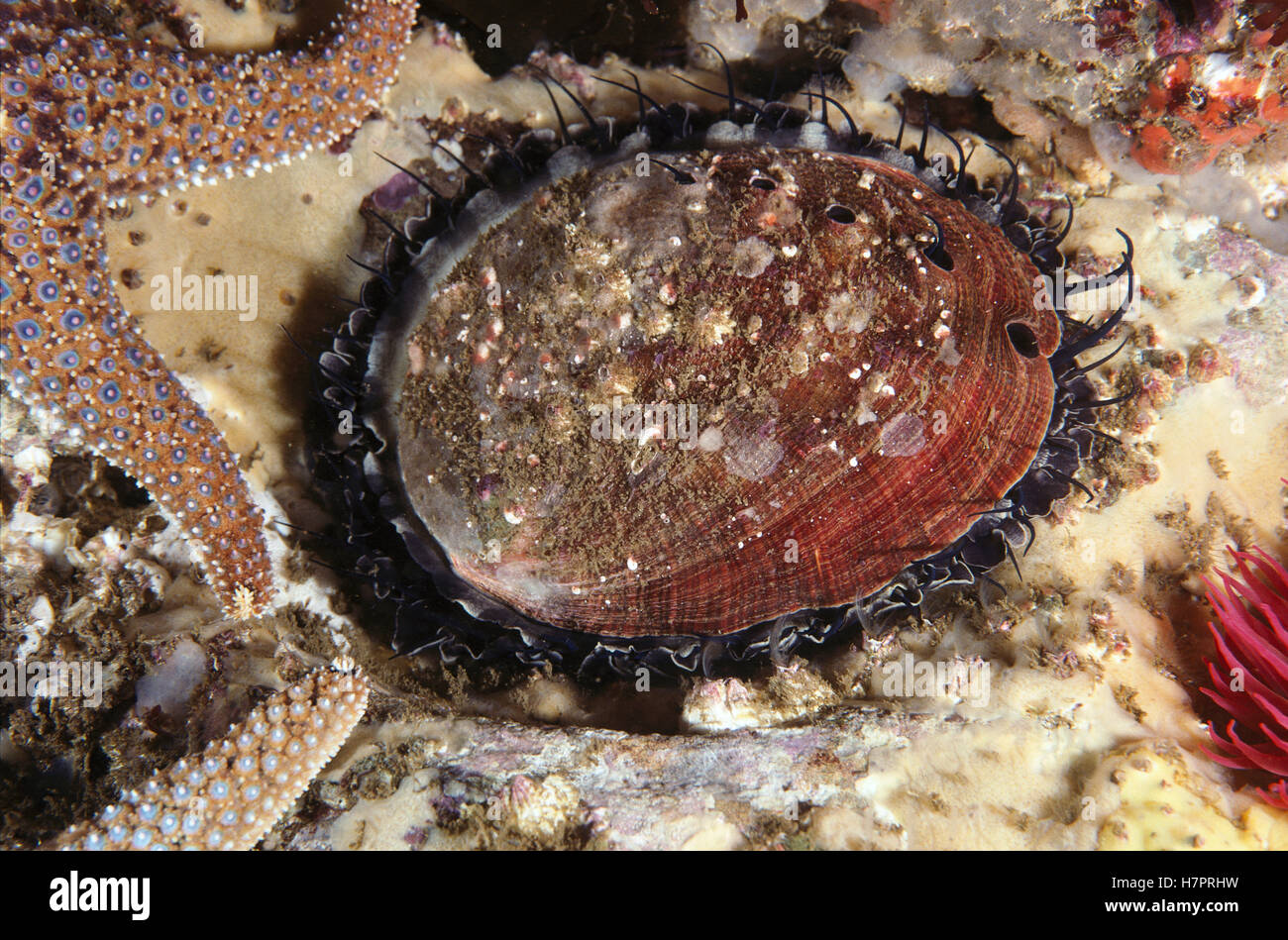 Red Abalone (Haliotis rufescens) with mantle extended, eats algae ...