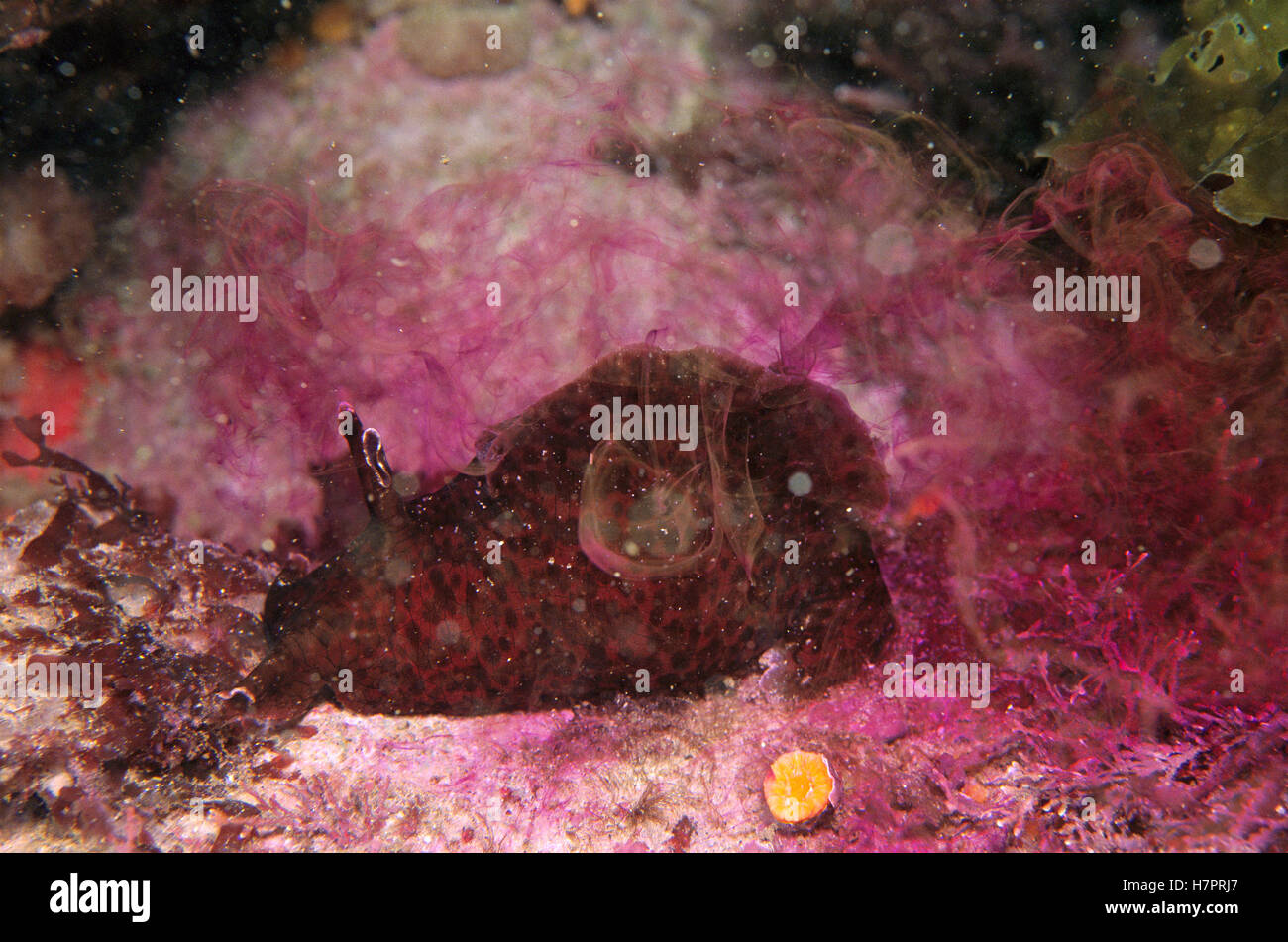 California Sea Hare (Aplysia californica) ejects purple ink when ...