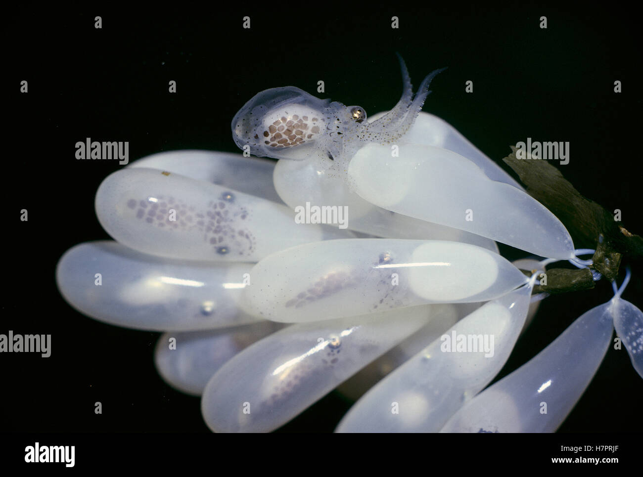 California Two-spot Octopus (Octopus bimaculoides) juveniles hatch from ...