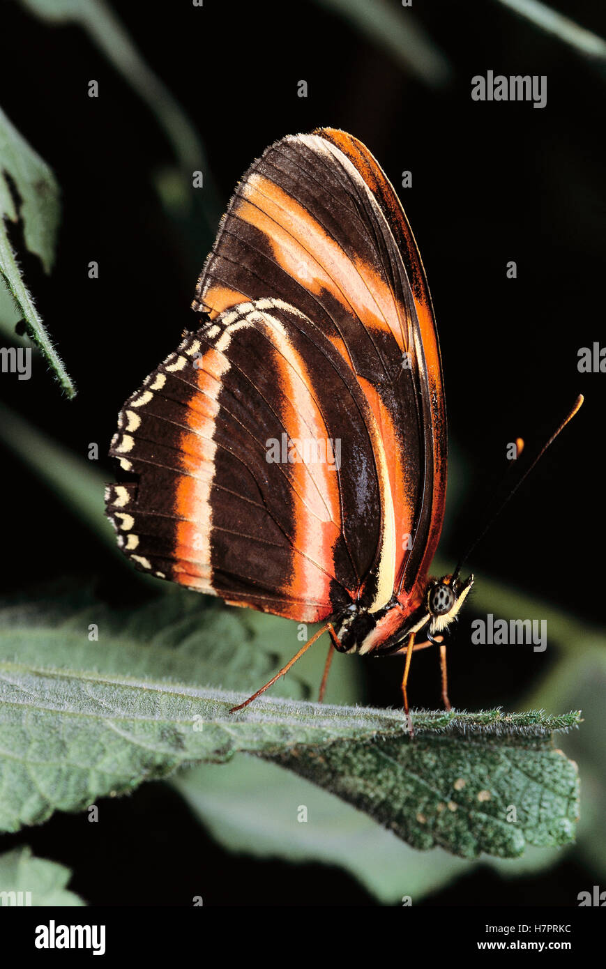 Butterfly in tropical rainforest, Costa Rica Stock Photo - Alamy