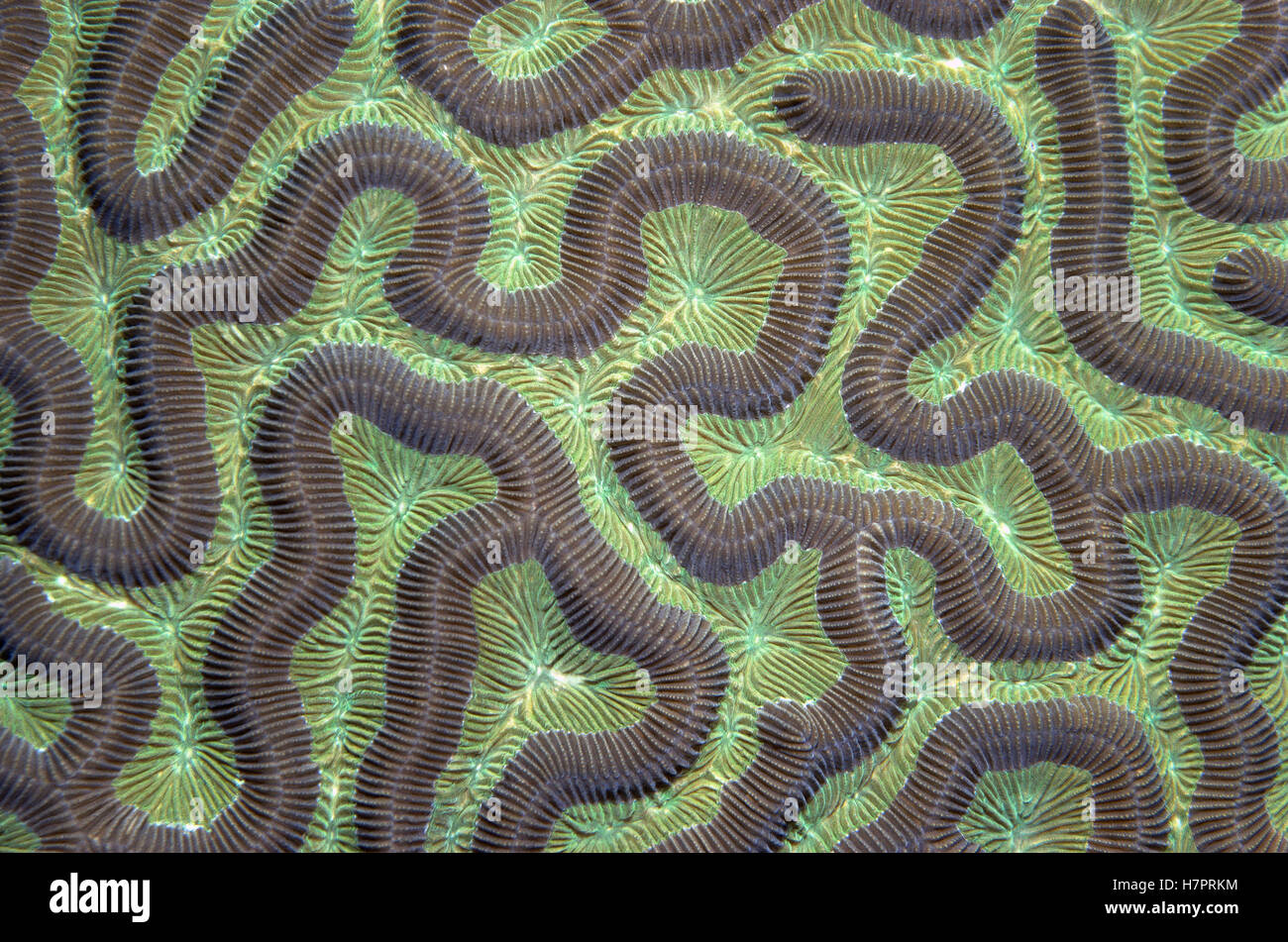 Brain Coral (Diploria sp) symbiotic algae within polyps produce food ...
