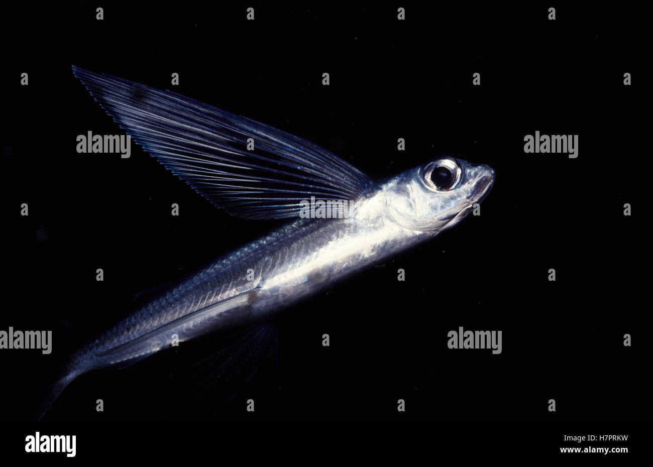 Flying Fish (Exocoetidae) uses large pectoral fins to glide through the ...