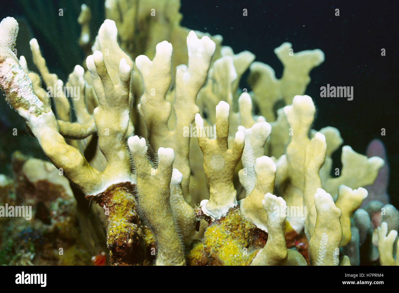 Fire Coral (Millepora alcicornis) stings fiercely, takes many shapes ...