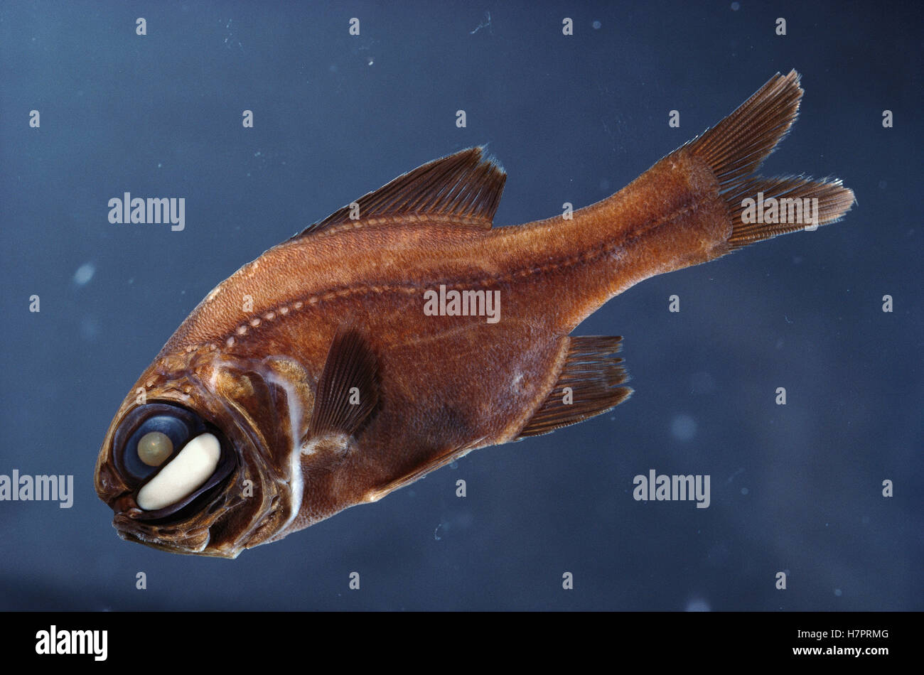 One-fin Flashlight Fish (Photoblepharon palpebratum) light organ under ...