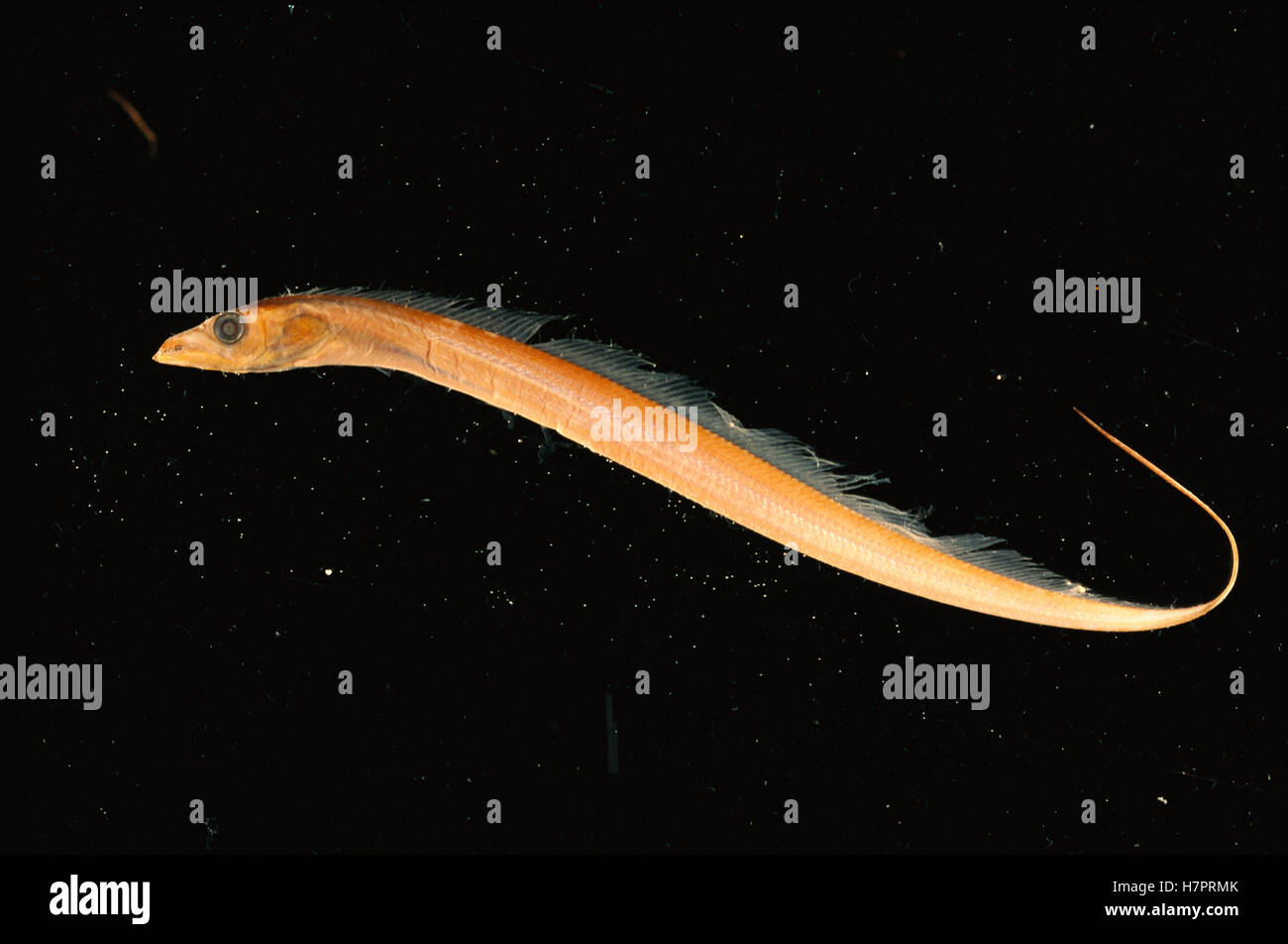 Pacific Cutlassfish (Trichiurus nitens), Baja California, Mexico Stock ...