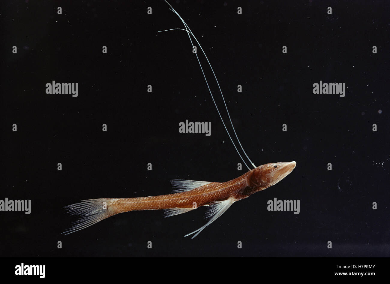 Tripodfish (Bathypterois grallator) uses its long fin rays as landing ...