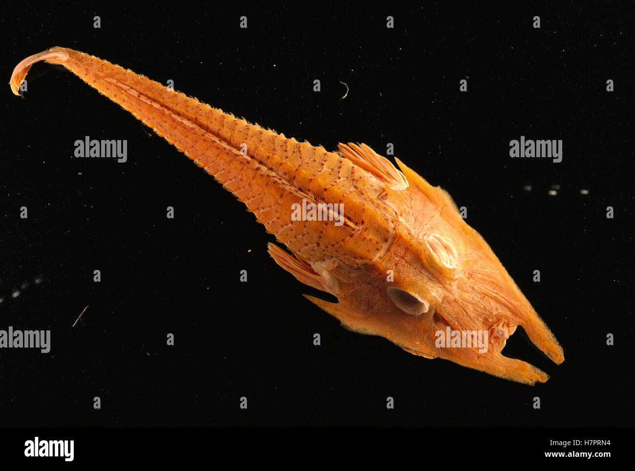 Oriental Searobin (Peristedion orientale) covered with bony plates ...