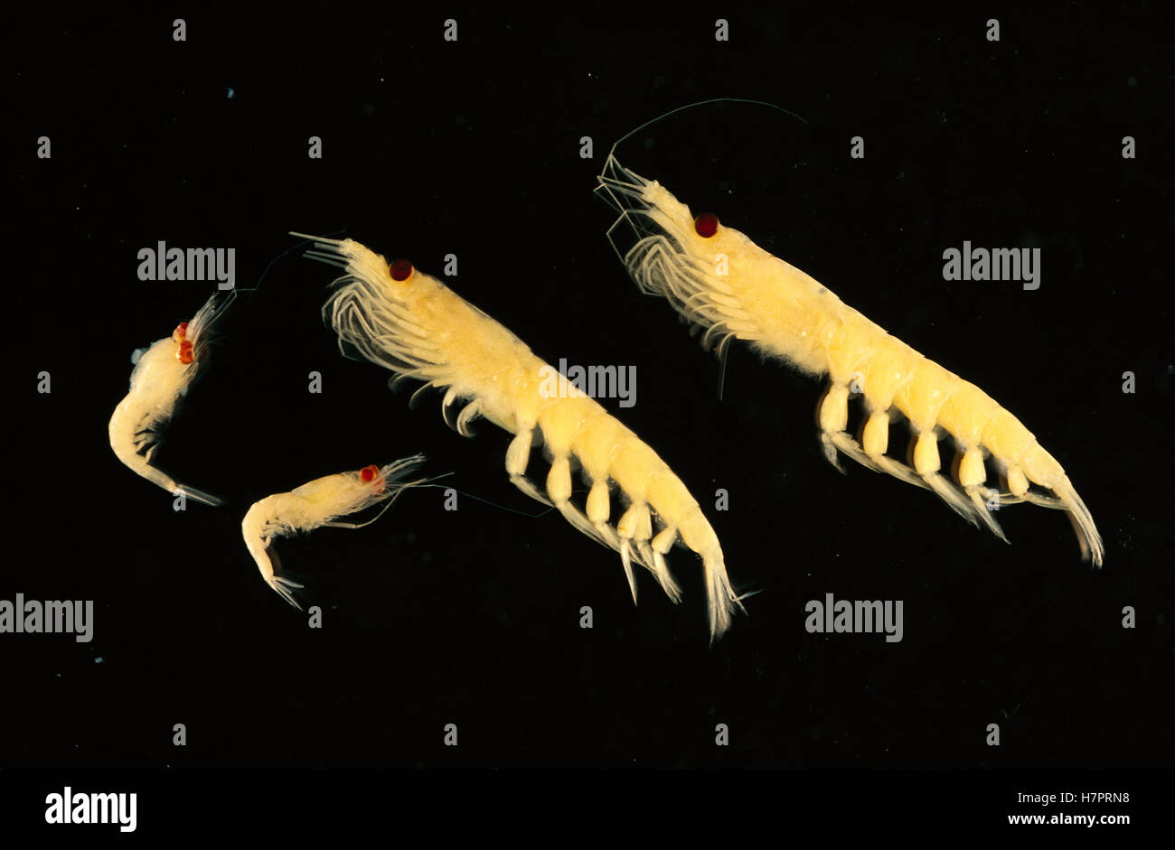 Krill (Stylocheiron maximum) shown along side larger Antarctic Krill ...