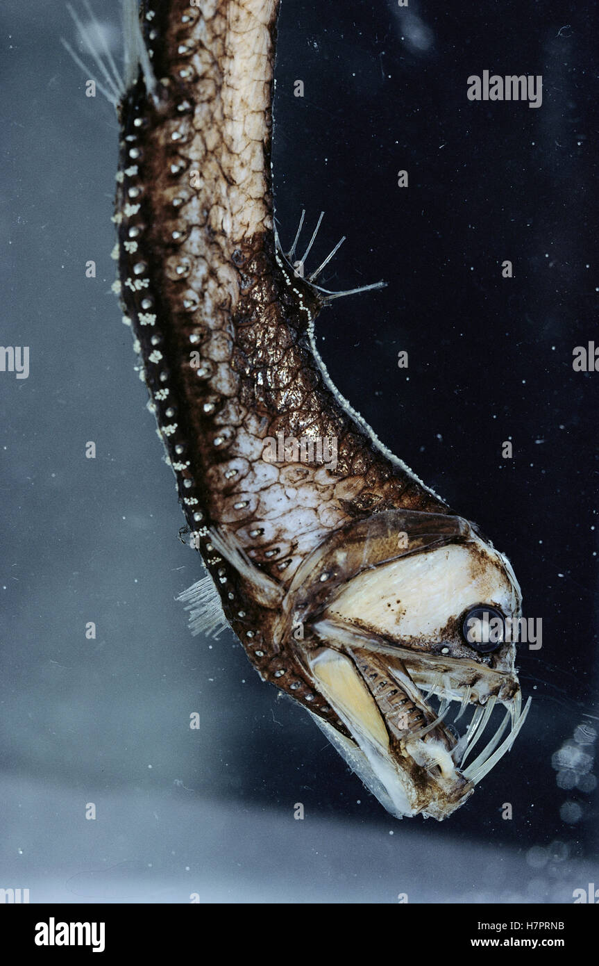 Viperfish (Chauliodus sloani) light organs in mouth and all along body ...
