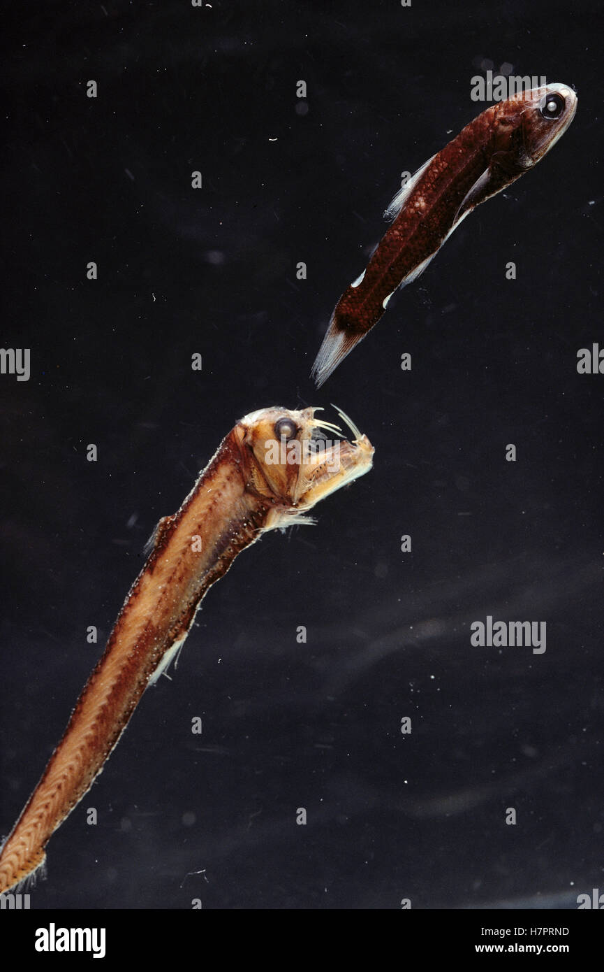 Viperfish (Chauliodus sp) attacking Lanternfish which has light organs ...