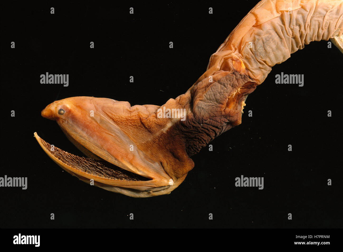 Lavenberg's Gulper-eel (Saccopharynx lavenbergi) deep sea species with ...