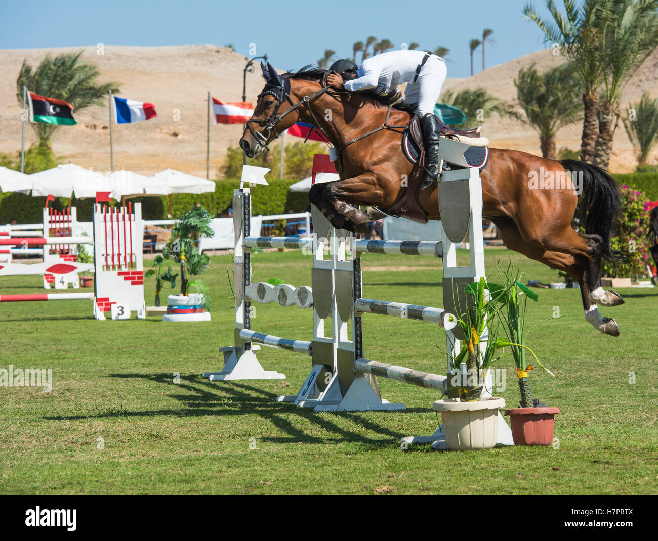 Horse and rider competing in an equestrian showjumping sports ...