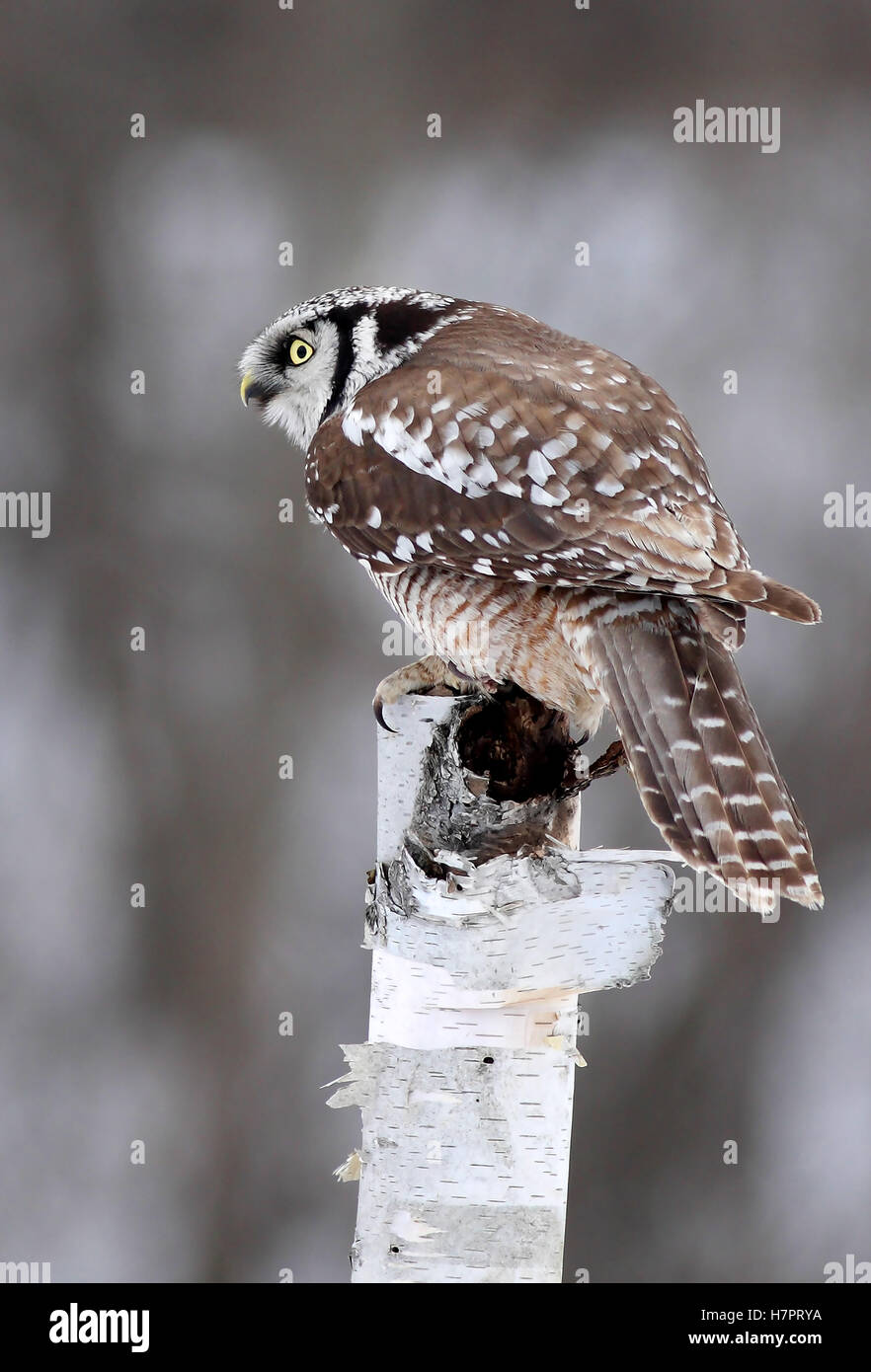 Northern ontario snow scene hi-res stock photography and images - Alamy
