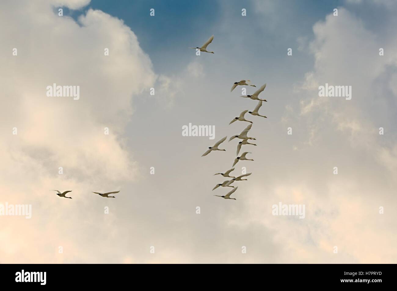 Swan Flying Up Stock Photo - Alamy