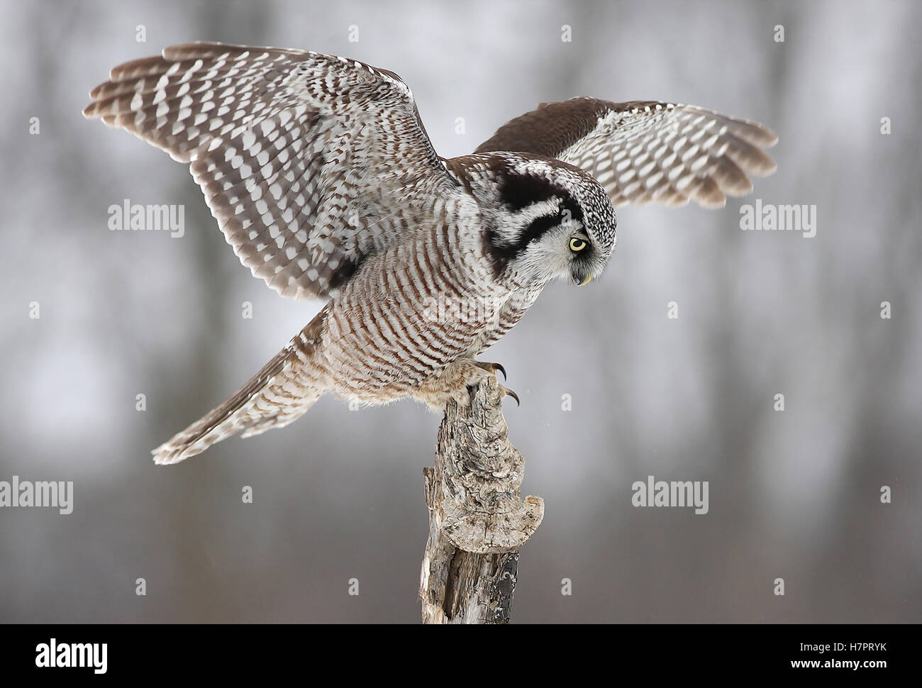 Northern hawk owl hi-res stock photography and images - Alamy