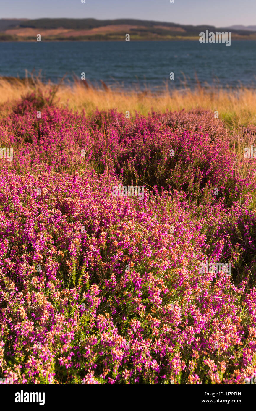 Scottish heather isle of mull hi-res stock photography and images - Alamy