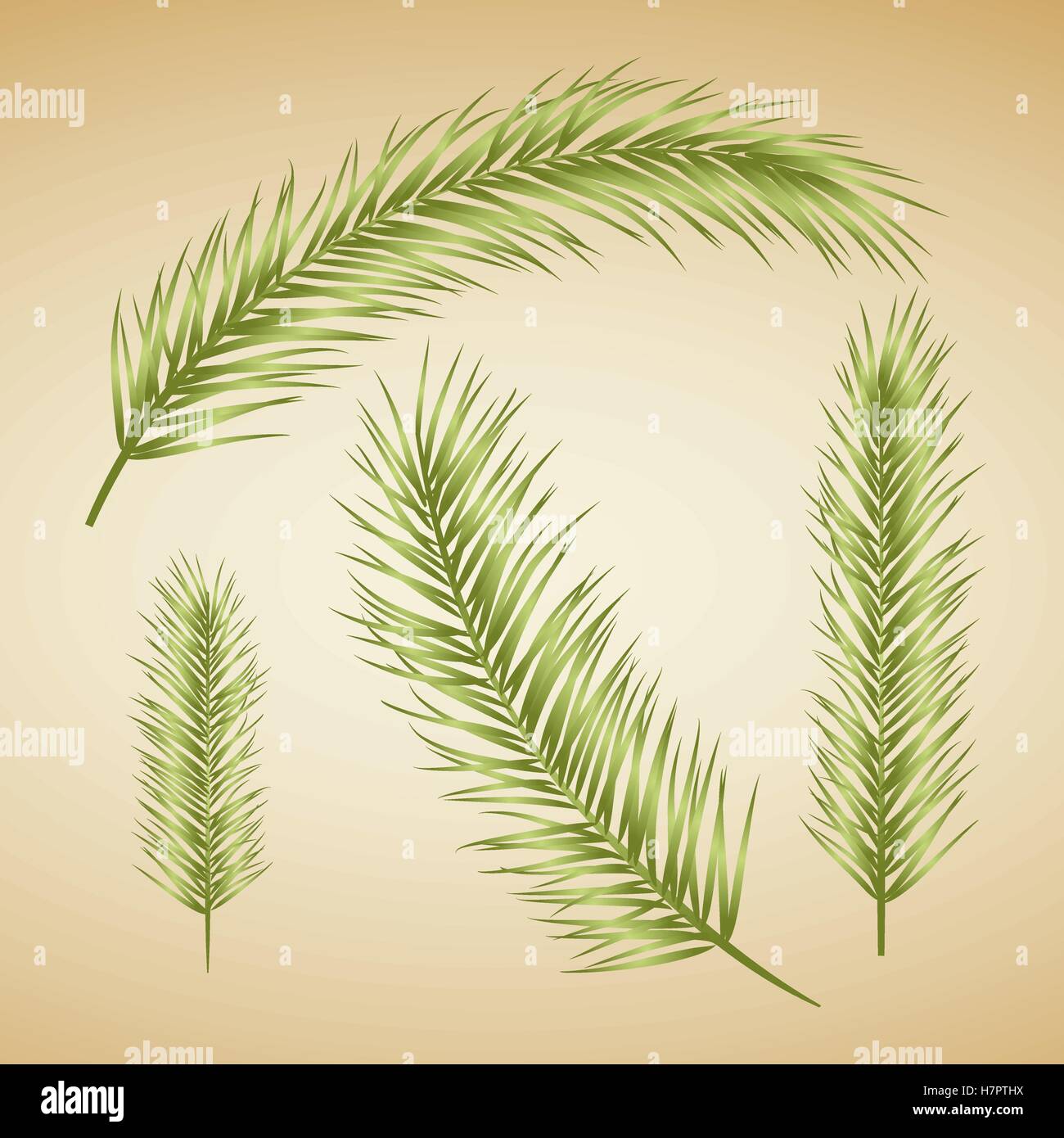 Palm Tree Leaves set, vector Stock Vector Image & Art - Alamy Palm Tree Leaves set, vector Stock Vector Image & Art - Alamy