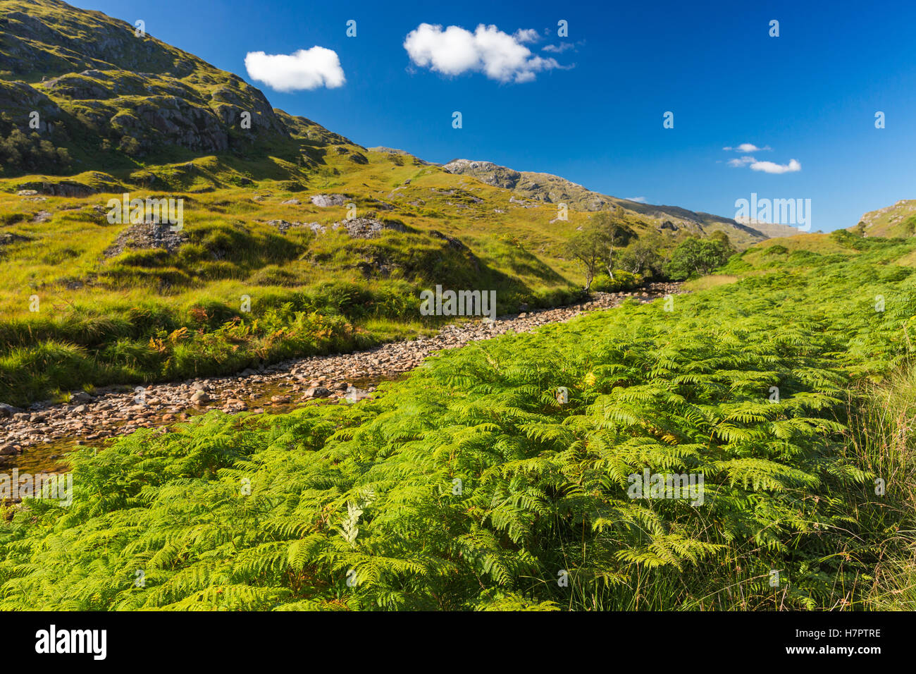 Scenery close to Glenfinnan area. Sunny day. Typical highland ...