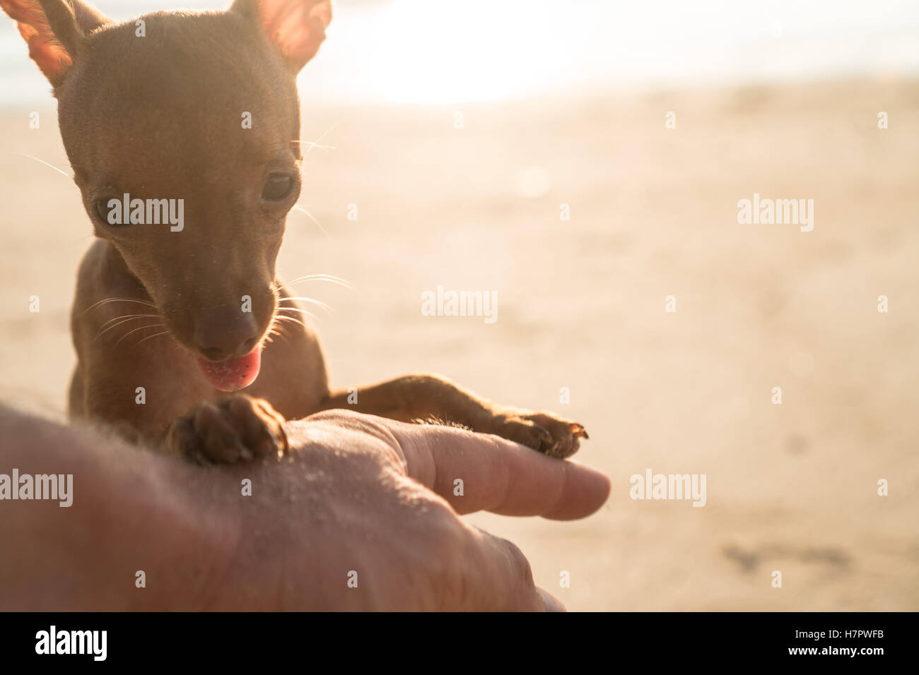 Closeup happy cute miniature hi-res stock photography and images - Alamy