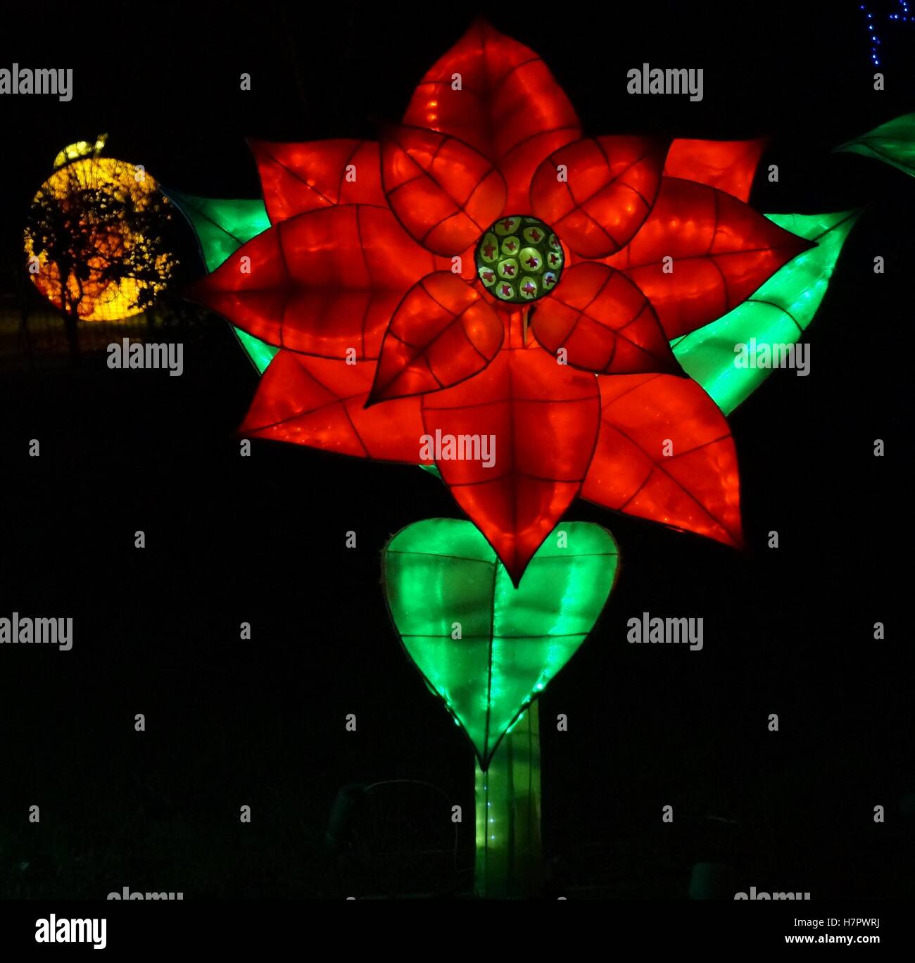 Chinese lantern flowers hi-res stock photography and images - Alamy