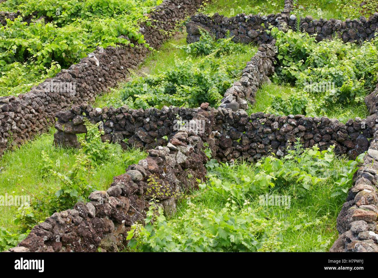 Traditional Azores landscape with volcanic rock vineyards in Sao Jorge ...