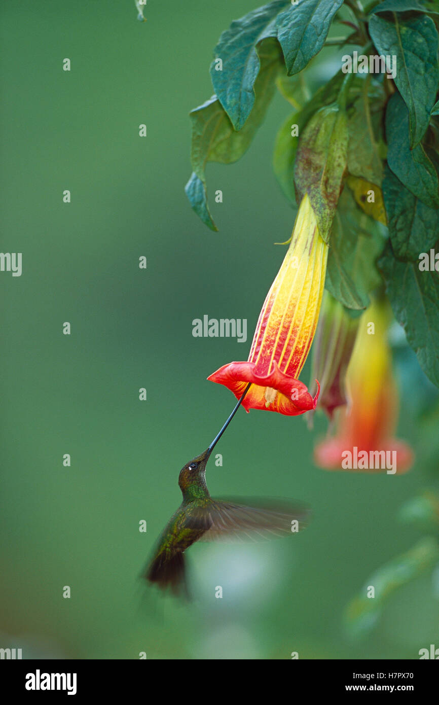 Sword-billed Hummingbird (Ensifera ensifera) male feeding at flowers ...