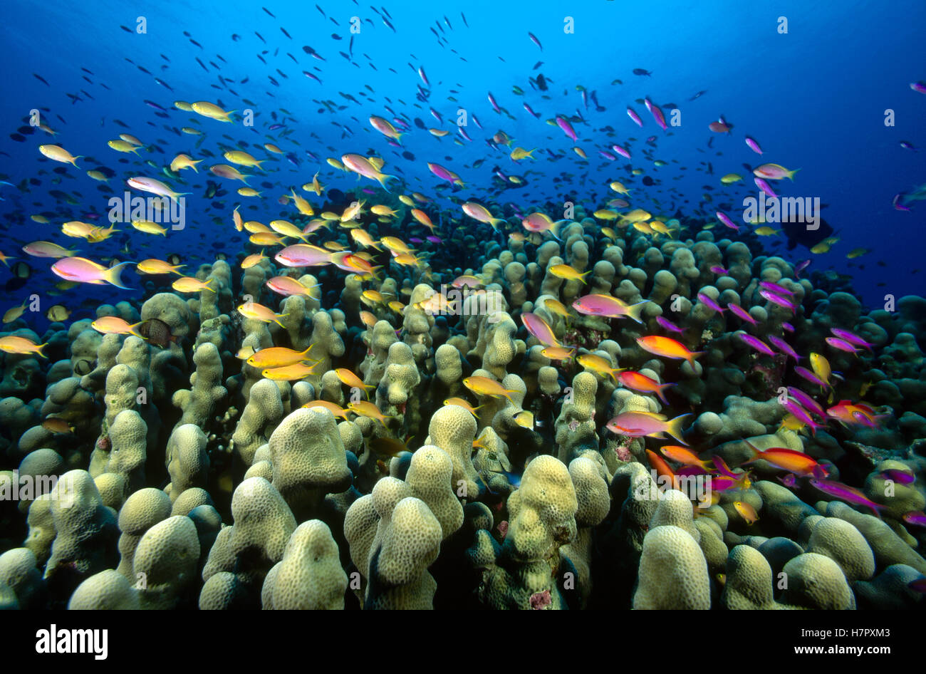 Several species of Basslets (Pseudanthias sp) swarming above a Leaf ...