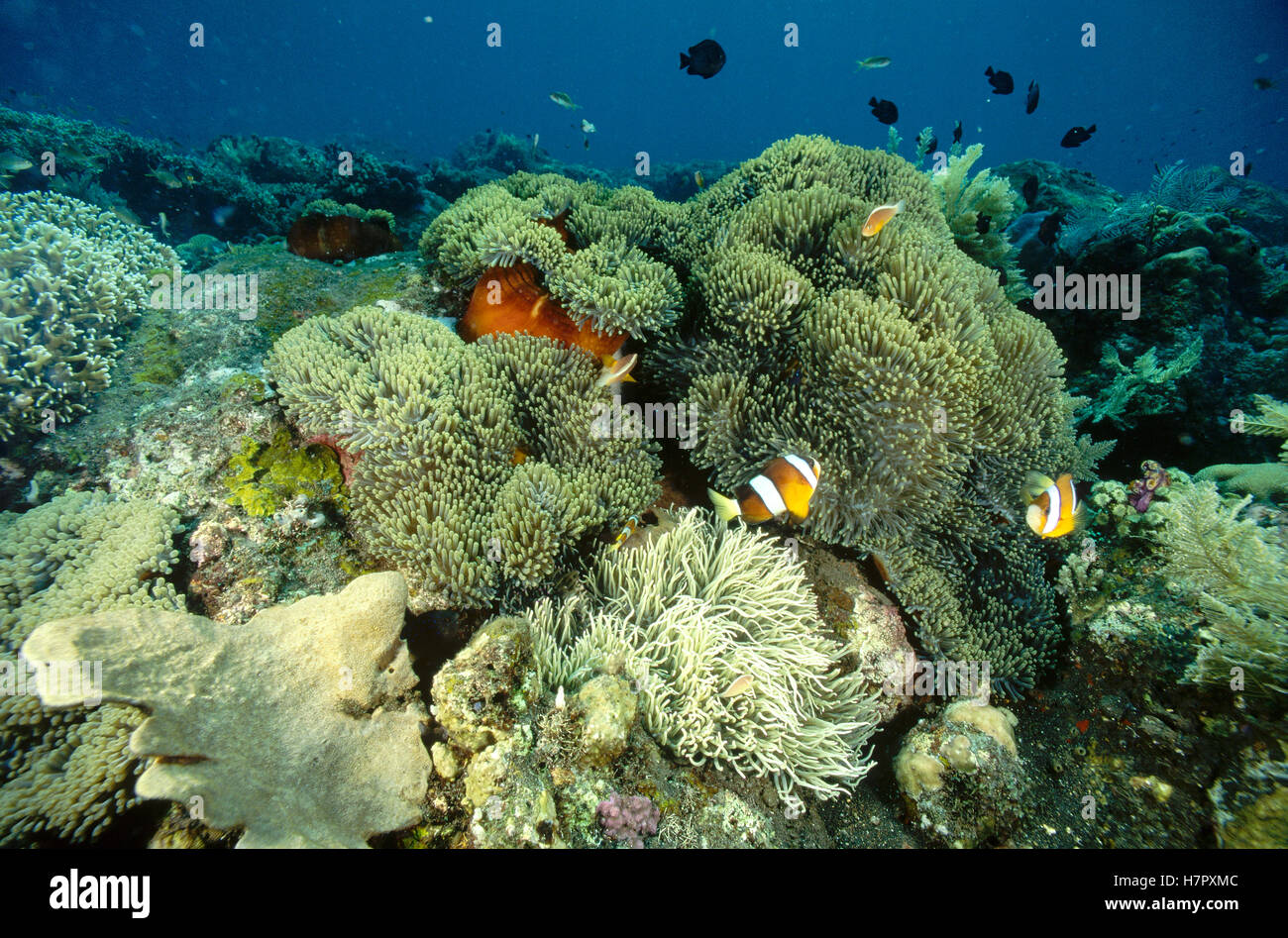 Clark's Anemonefish (Amphiprion clarkii) and Golden Anemonefish ...