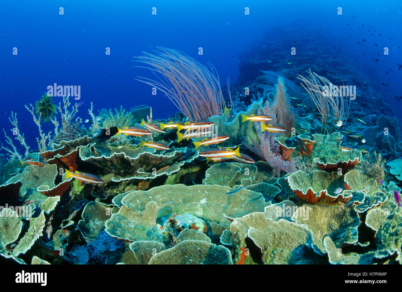 Two-spot Snapper (Lutjanus biguttatus) on a deep reef with Soft Coral ...