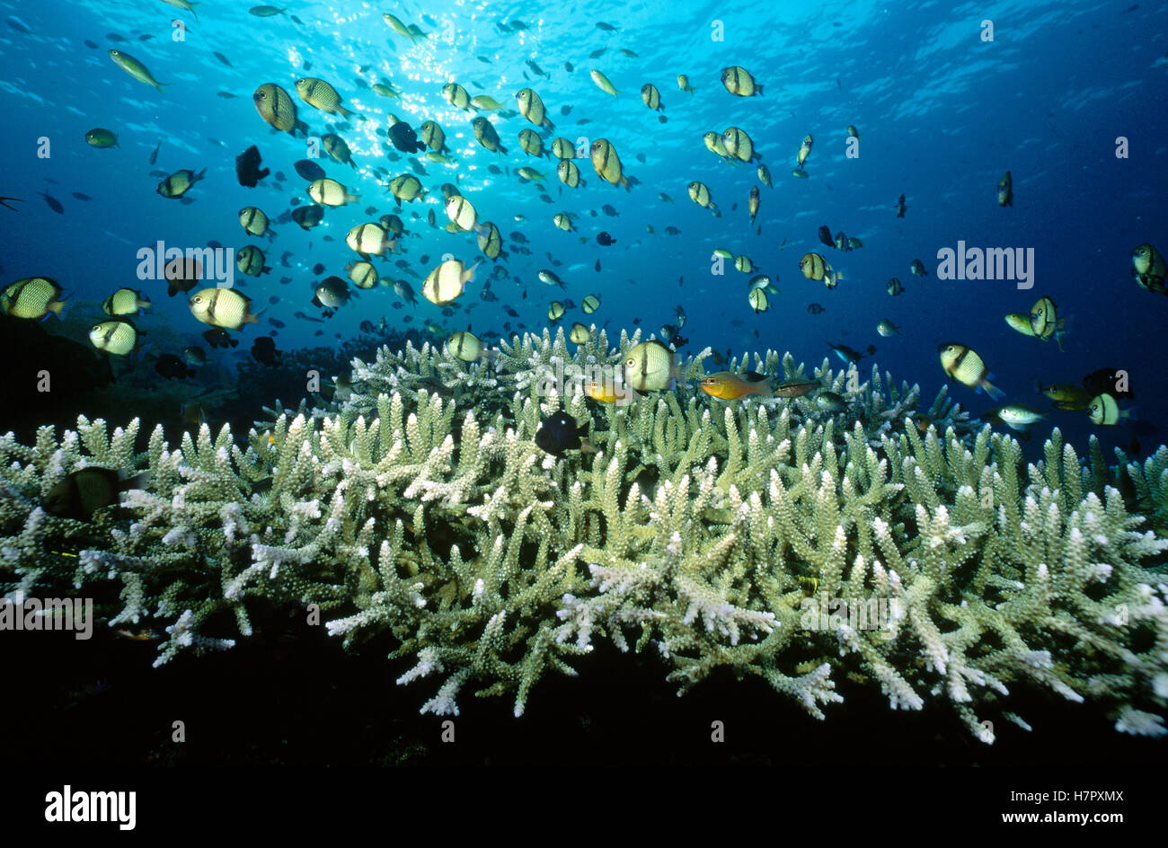 Reticulated Dasycllus (Dascyllus reticulatus) and several other kinds ...
